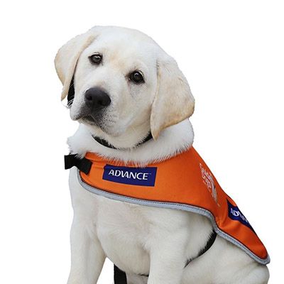 Guide Dogs Queensland : Contact Us