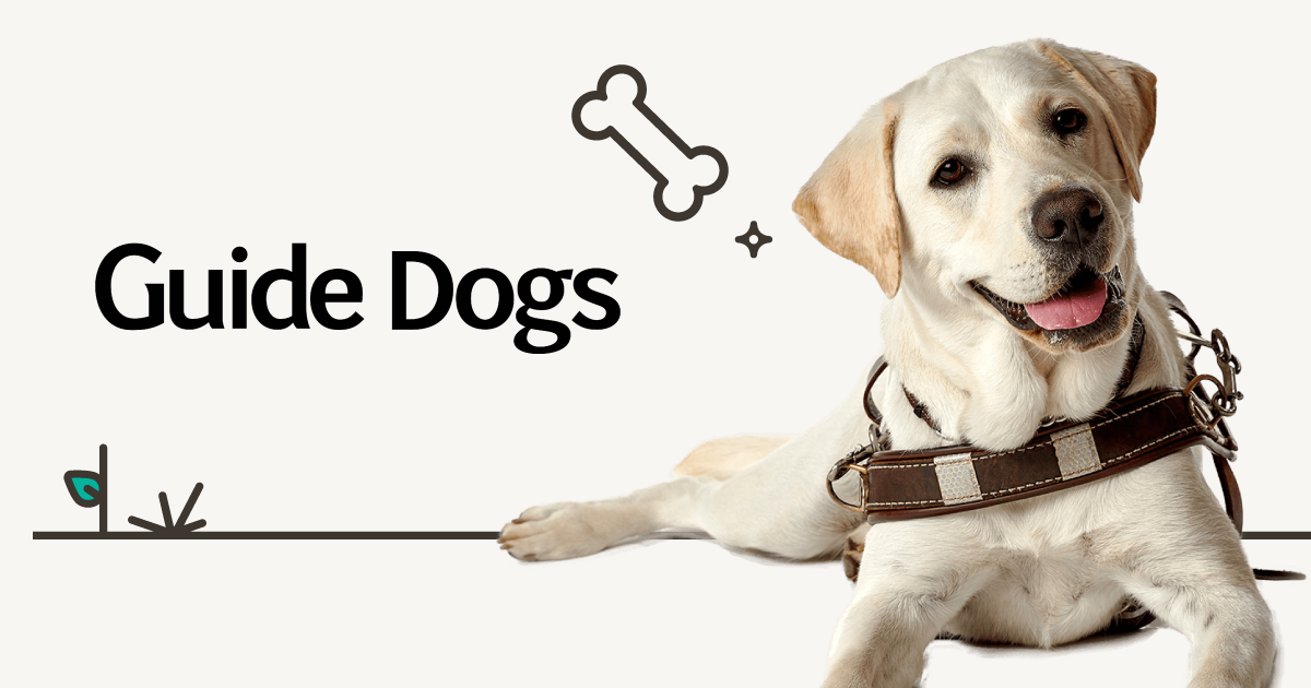 Guide Dogs Queensland - JONATHON EDWARDS